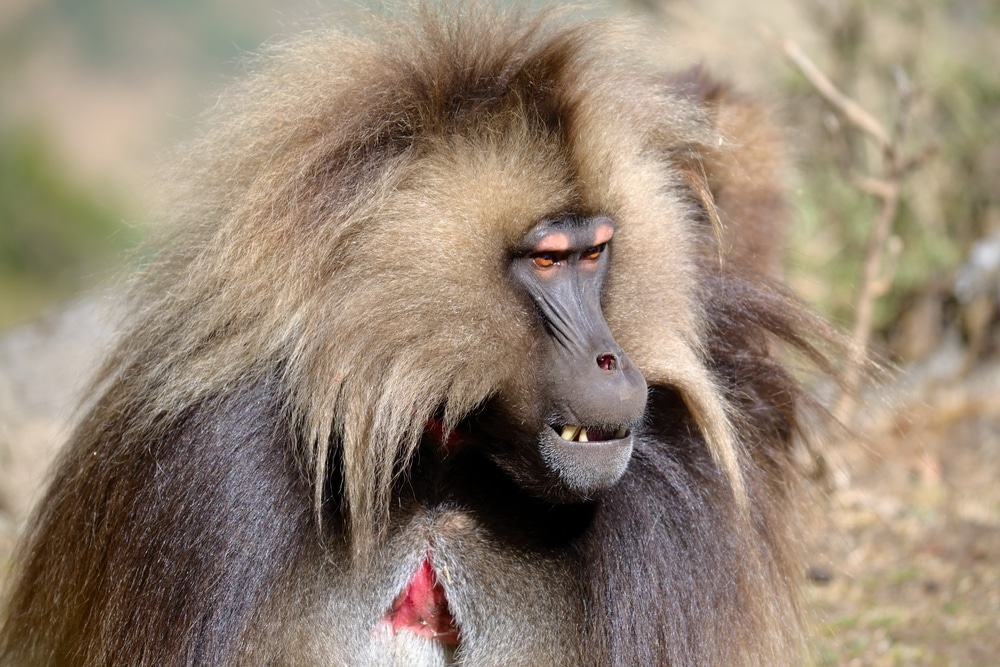 Der Simien Nationalpark in Äthiopien - Reisemagazin Online